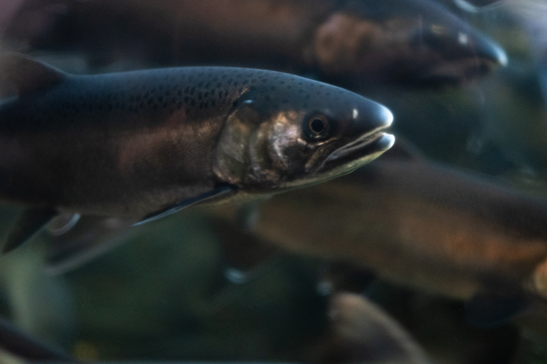 Leading the Way: Ocean Wise Sets New Standard with B.C. Salmon ...
