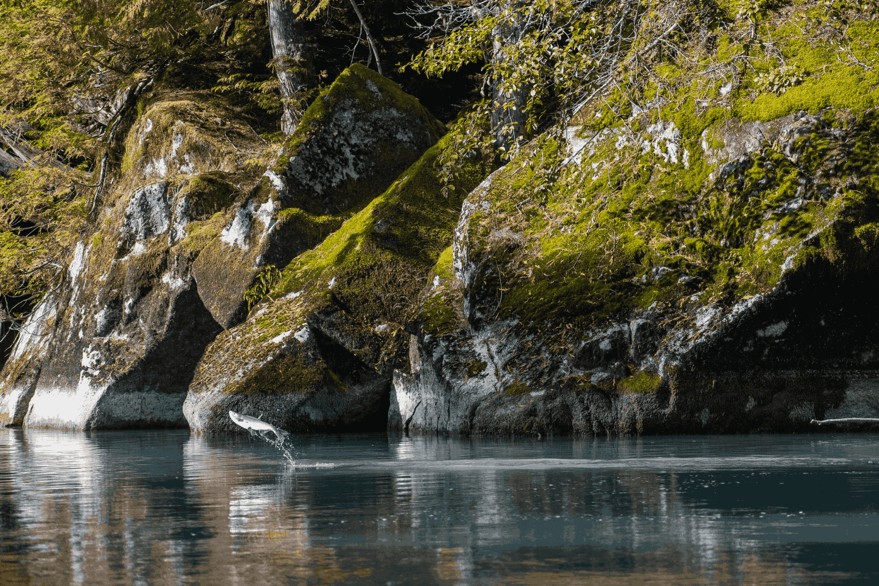 Leading the Way: Ocean Wise Sets New Standard with B.C. Salmon ...