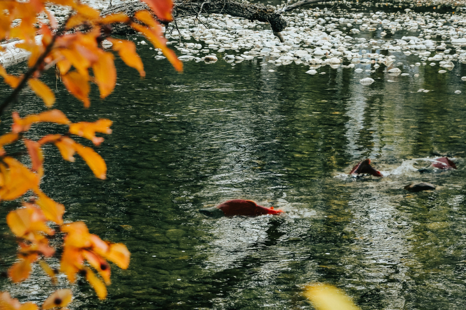 Leading the Way: Ocean Wise Sets New Standard with B.C. Salmon ...